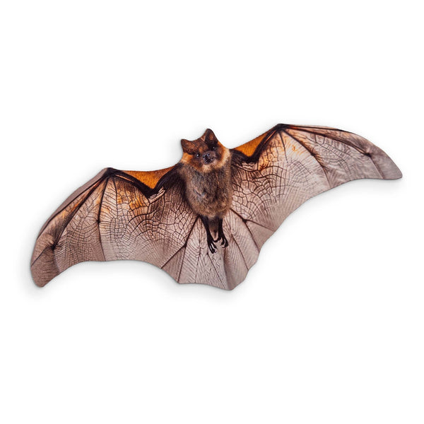Bat Cleaning Cloth – Bat World Store