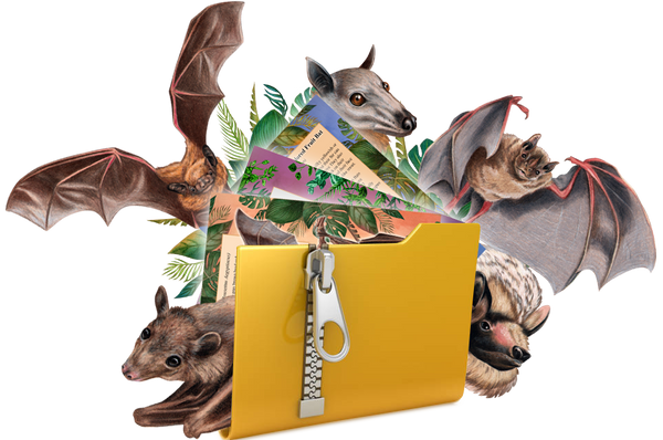 Lil Drac Virtual Sponsorship – Bat World Store