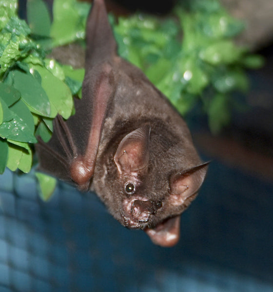 Sponsor Bella – Bat World Store