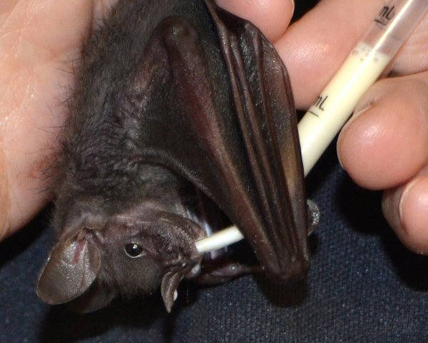 Sponsor Tinkerbell – Bat World Store